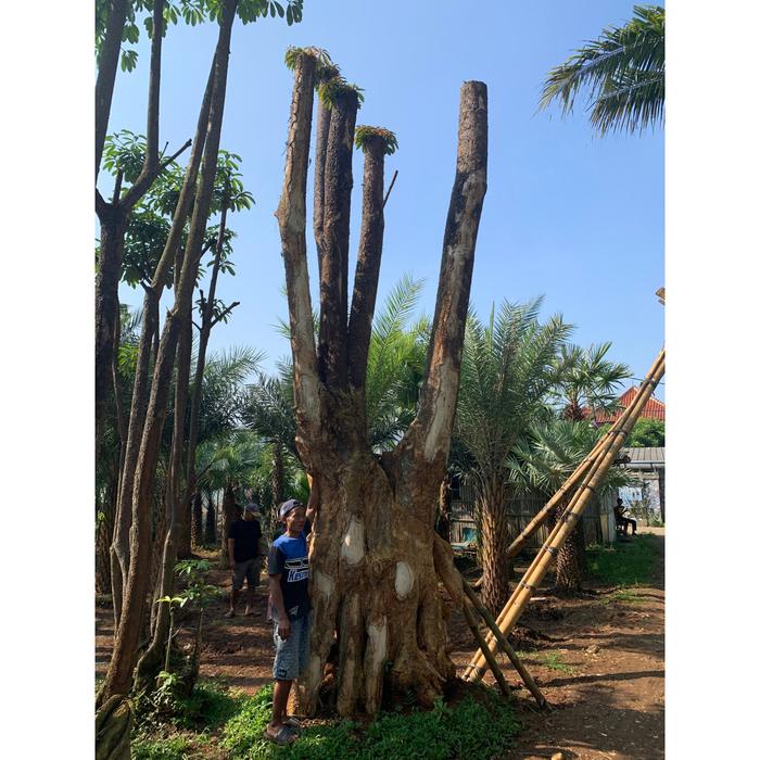 Jual Pohon Pule Fosil Besar Diameter 160 Cm - Tanaman Pule Fosil ...