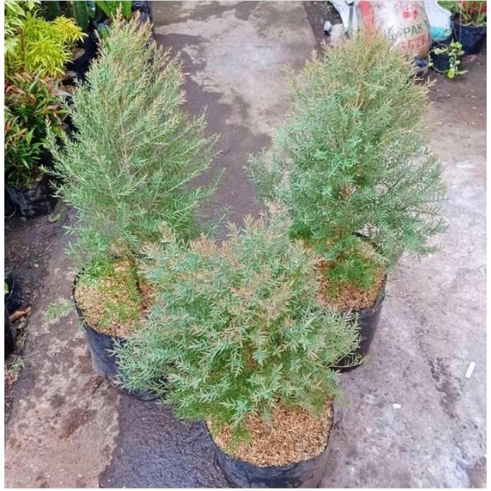 Jual TANAMAN POHON KAYU PUTIH MIKRO MICRO DAUN KECIL - Jakarta Utara ...