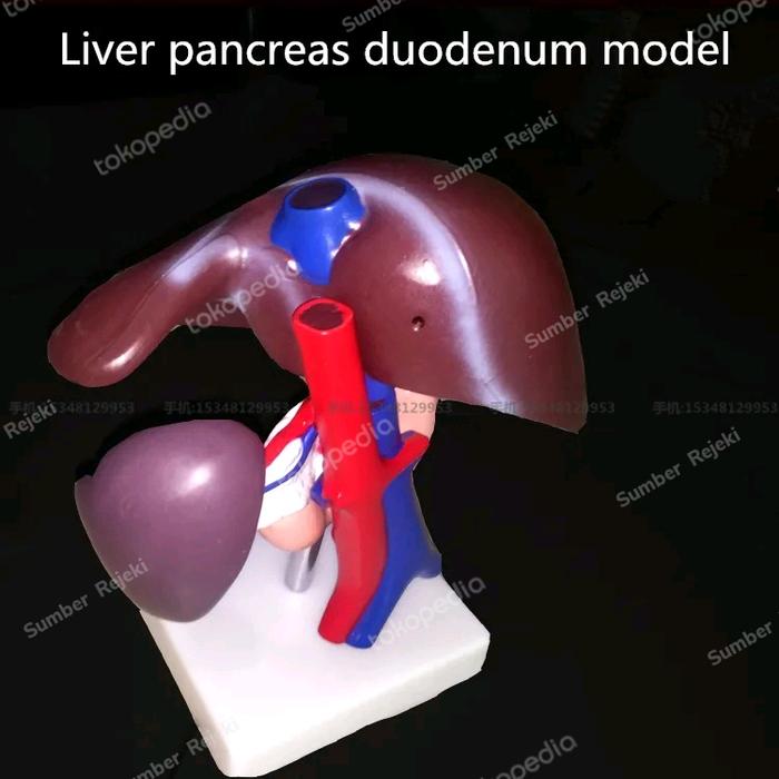Jual Anatomi Model medical Liver pancreas duodenum model Human visceral ...