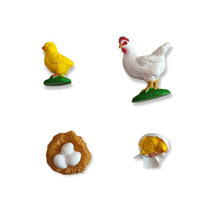 Jual Game Montessori Life Cycle Figure Frog, Chicken, Ladybug or Ant ...