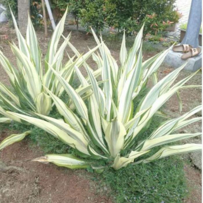 Jual Tanaman hias agave putih varigata // ukuran besar - Jakarta Barat ...