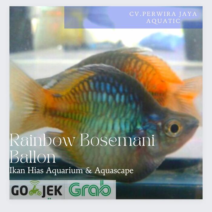 Jual Rainbow Bosemani Balon Good Quality - Kota Bekasi - CV Perwira ...