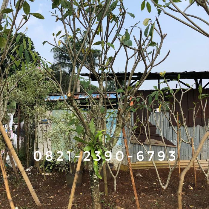 Jual Kamboja Bali Semi Fosil || Kamboja Bunga Bali || Kamboja Super ...