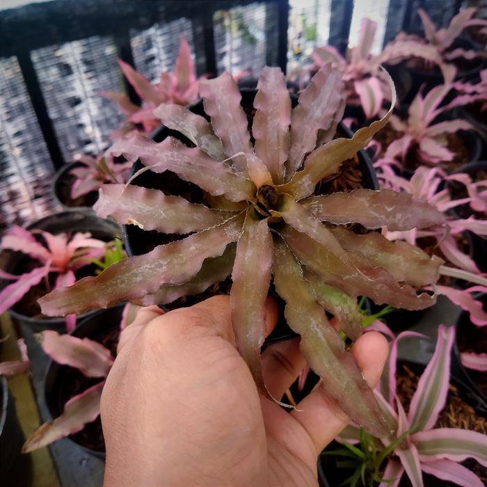 Jual Cryptanthus Kriptantus Tanaman Paludarium dan Terarium - Coklat ...