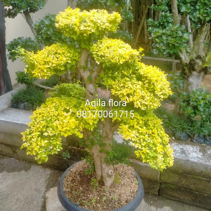 Jual taman bonsai legistrum /bonsai sriujan - Kab. Bogor - Aqila flora ...
