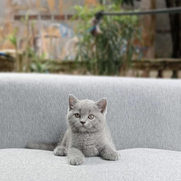 Jual Kucing BSH British Shorthair Male - Kota Tangerang Selatan - Clay ...