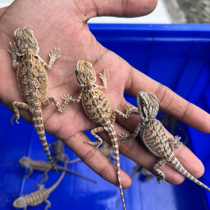 Jual bearded dragon baby / kadal gurun termurah!!! - Kota Tangerang - Animal Exo_Everyday ...