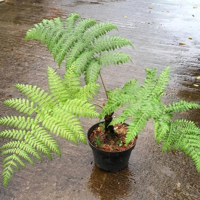 Jual Pakis monyet tanaman hias/ pakis hutan - Kota Tangerang Selatan ...