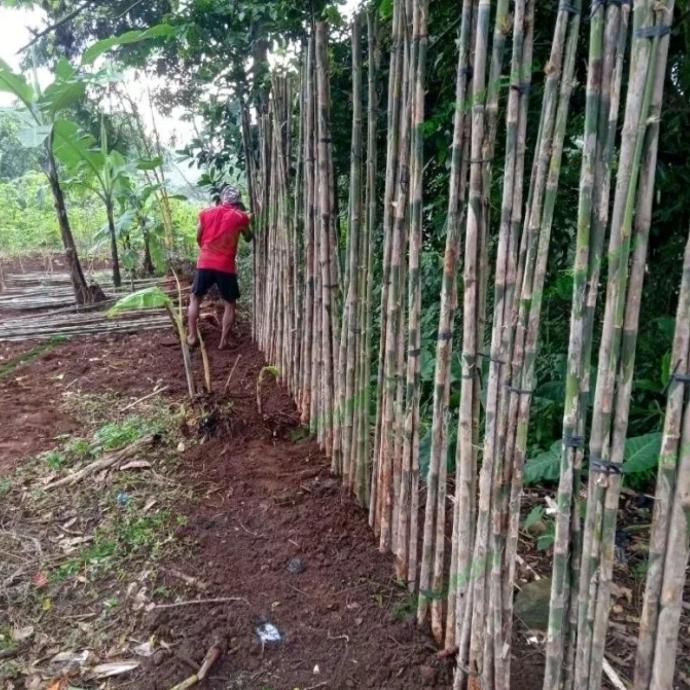 Jual pohon bambu jepang, bambu hijau, bambu pagar, - Kota Depok - Mpim ...