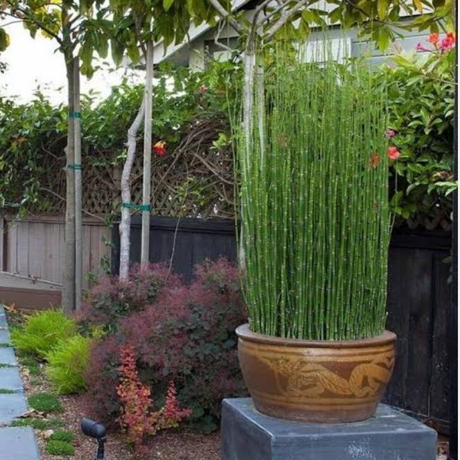 Jual tanaman bambu air+pot gerabah bulat - Kab. Bogor - tanaman subur ...