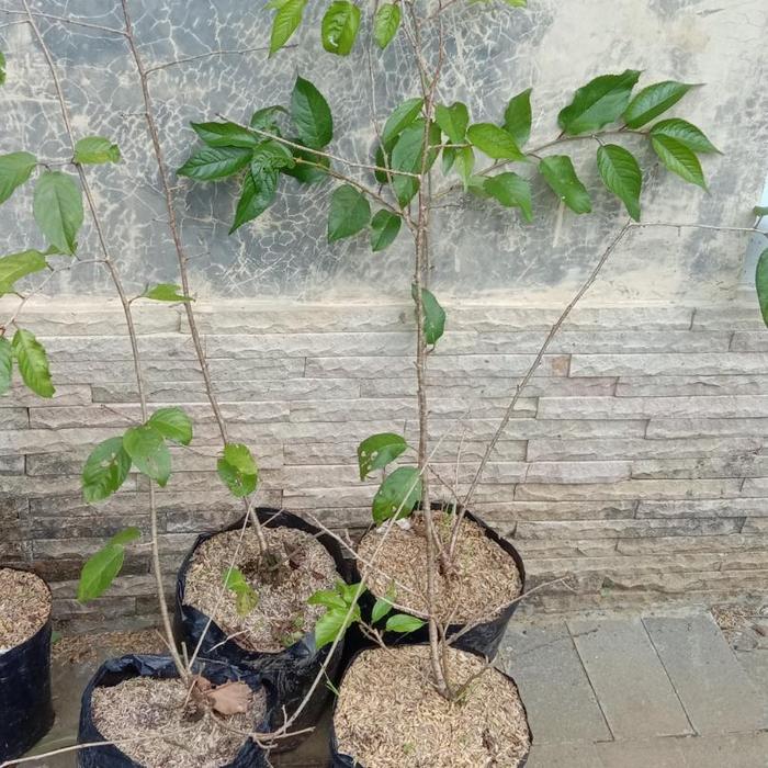 Jual prunus Serulata/Tanaman Bunga Sakura Jepang import cocok buat ...