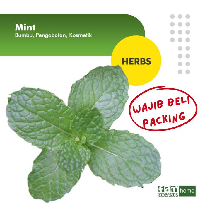 Jual Daun Mint Segar FAM Organik Herba Segar Fresh Herb - Kota Bandung ...