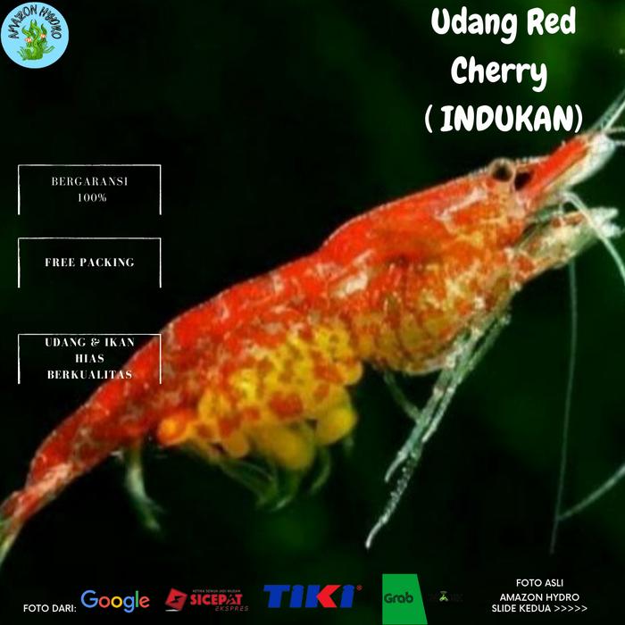 Jual udang hias indukan UDANG RED CHERRY INDUKAN Udang RCS Indukan ...