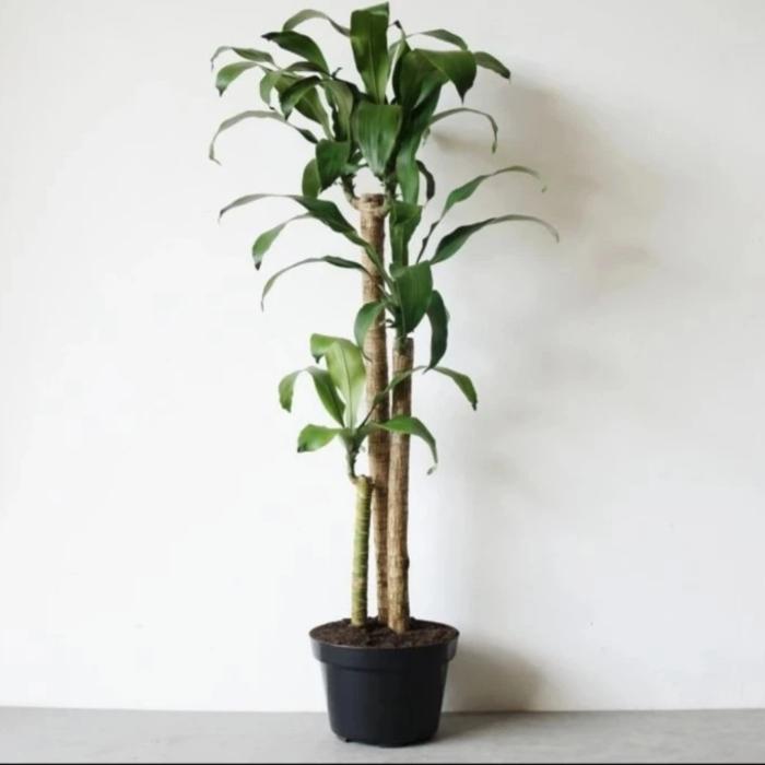 Jual TANAMAN HIAS INDOOR DRACENA GREN ISI 3 BATANG INC POT HITAM RIMBUN ...
