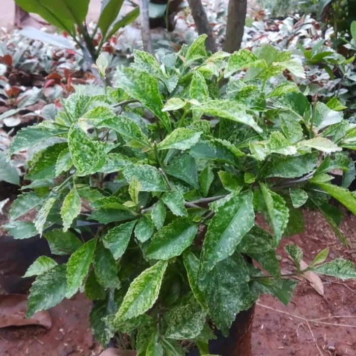 Jual tanaman hias pembatas pagar tetehan variegata big size - Kab ...