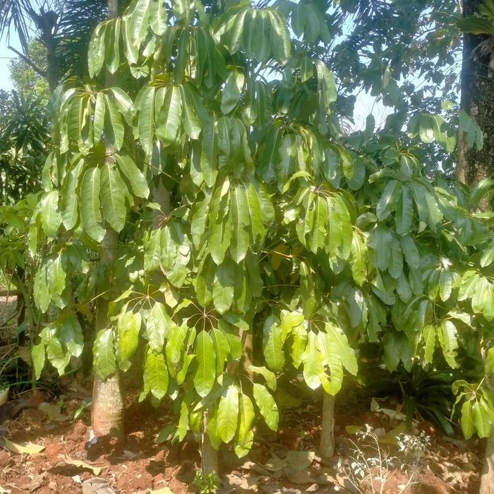 Jual pohon Walisongo besar( tinggi 2,5 meter) - Kab. Bogor - Aqila ...