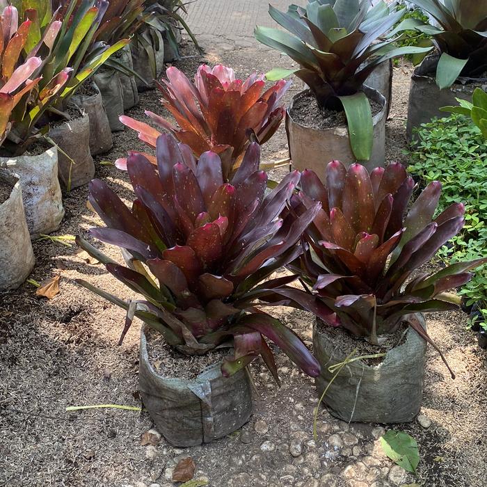 Jual Bromelia Merah Besar Tinggi 40cm - Jakarta Barat - little Bali ...