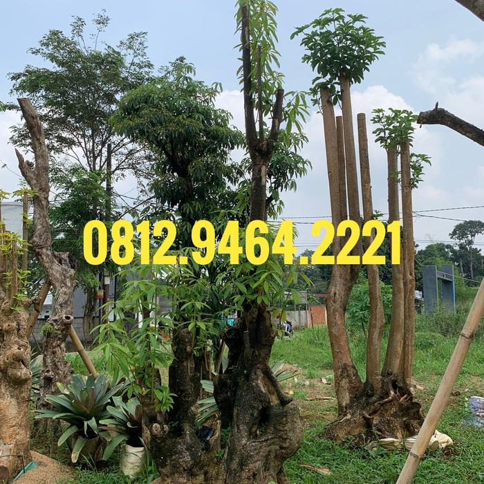 Jual Pohon Pule Hitam Berkarakter Fosil Batang Besar Free Pasang Rapih ...