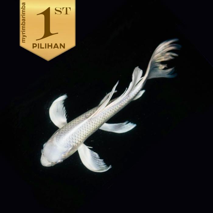 Jual Baby Koi Platinum Slayer Ikan Hias Kolam Aquascape Hiasan Aquarium - Jakarta Barat ...