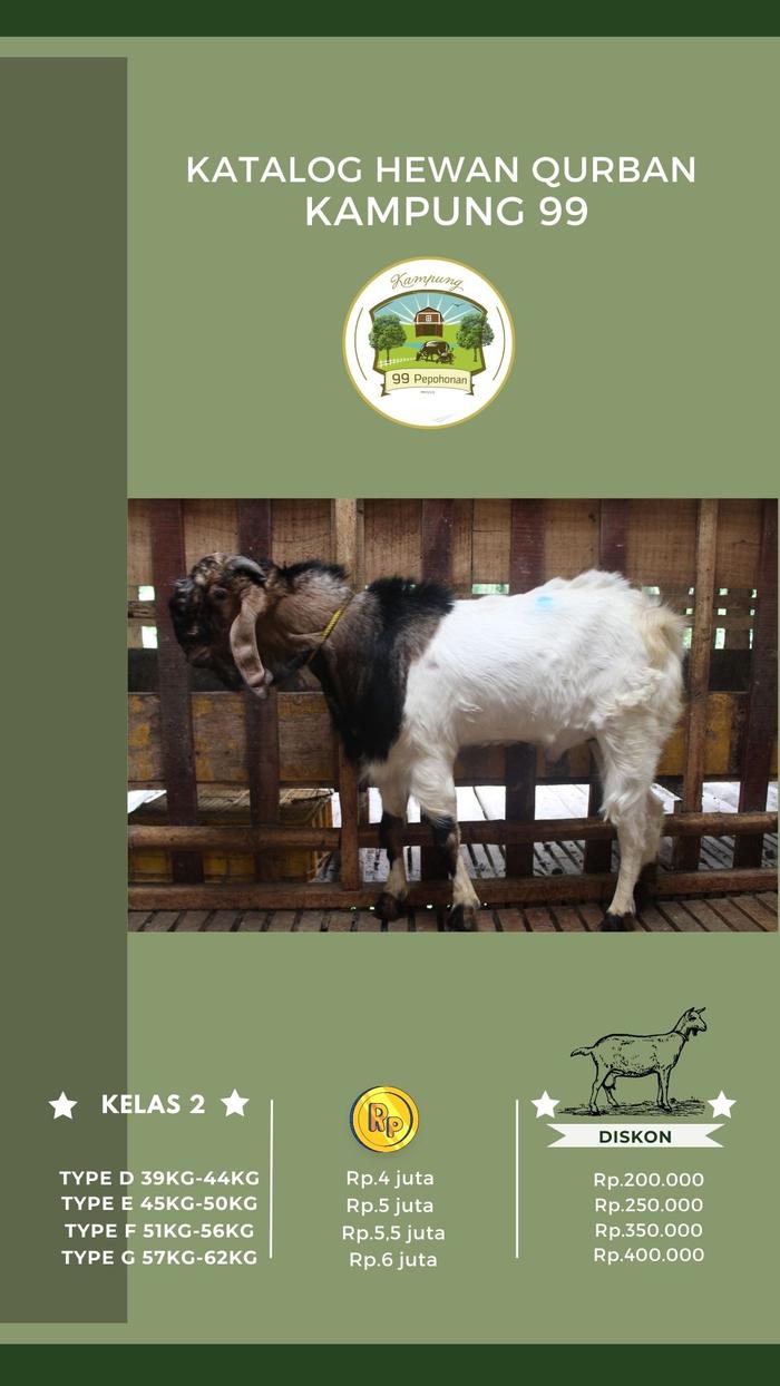 Jual hewan qurban kambing TYPE 2F (51-56KG) - Kota Depok - Peternakan99 | Tokopedia