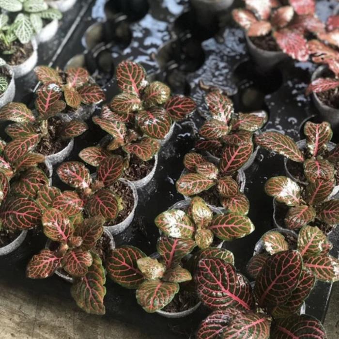 Jual Fittonia Mini Red | Tanaman Hias Fittonia/Terrarium - Jakarta ...