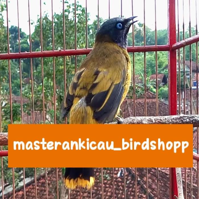 Jual burung kutilang sutra gacor dorr - Jakarta Timur - masterankicau ...