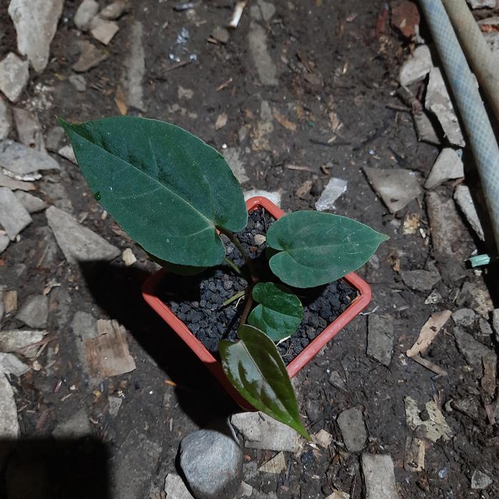 Jual Anthurium Papillilaminum legend X anthurium goliath new hybrid ...