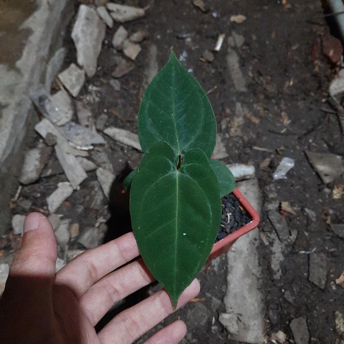Jual Anthurium Papillilaminum legend X anthurium goliath new hybrid III ...