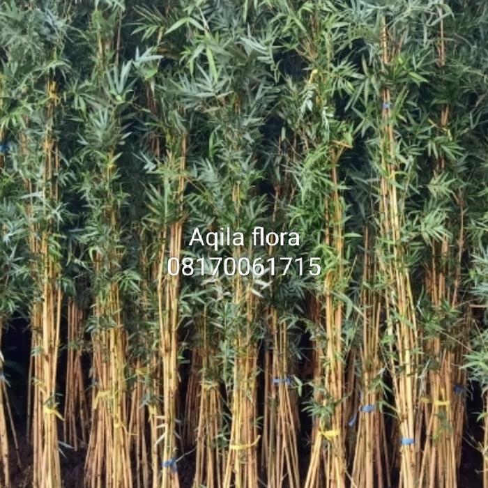 Jual pohon bambu kuning mini/bambu klisik kuning/bambu pagar - Kab ...