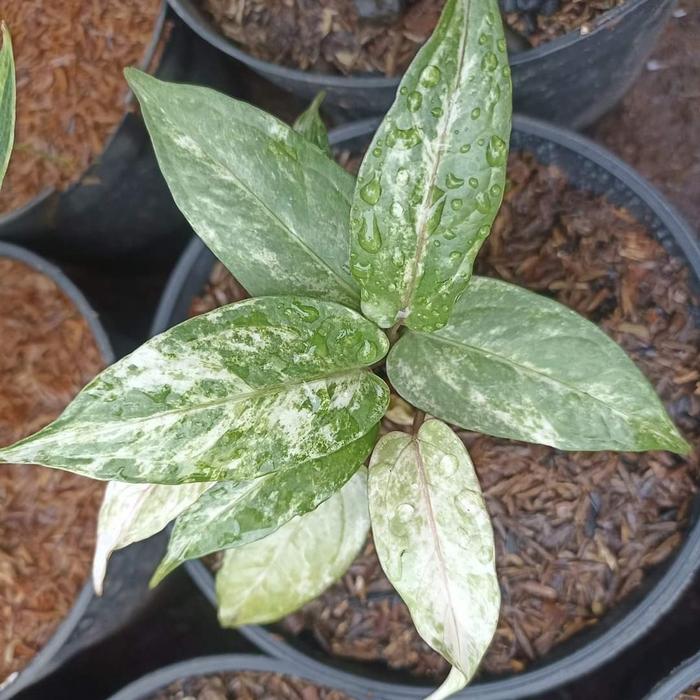 Jual anthurium garuda varigata splash ( batang hitam ) - Kota Tangerang ...