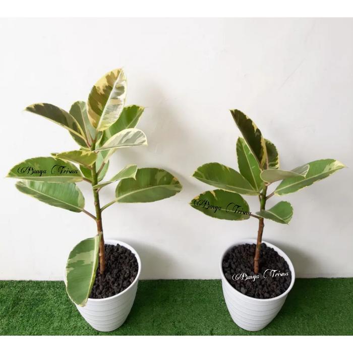 Jual TANAMAN HIAS FICUS ELASTICA VARIGATA / KARET KEBO VARIEGATA PLUS ...