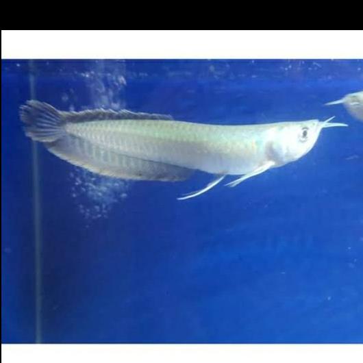 Ikan Arwana Silver