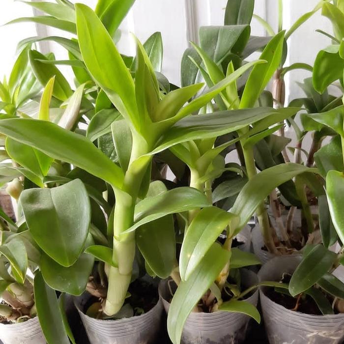 Jual tanaman anggrek dendrobium bunga merah - Kab. Bogor - beautiful ...