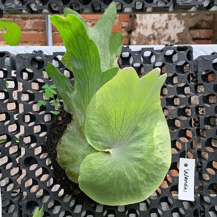 Jual platycerium wandae simbar papua size s - Kab. Malang - twenty ...