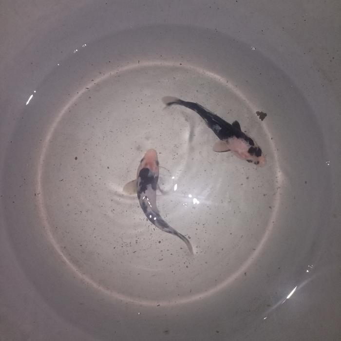 Jual ikan koi sapi 15 cm-+/ikan hias air tawar/ikan kolam - Kota Bekasi ...
