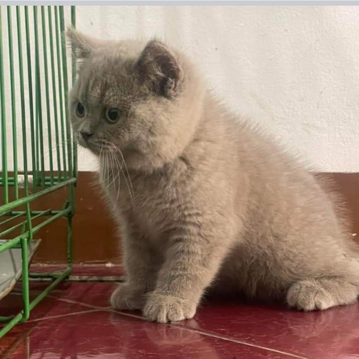 Jual Kucing BSH British Short Hair - Jakarta Selatan - petzona_id ...