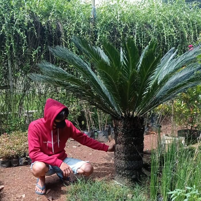 Jual tanaman hias palm sikas besar - ukuran besar - Kab. Bogor - Alul ...
