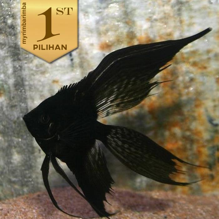 Jual Manfish Full Black Slayer Ikan Hias Aquascape Hiasan Aquarium ...