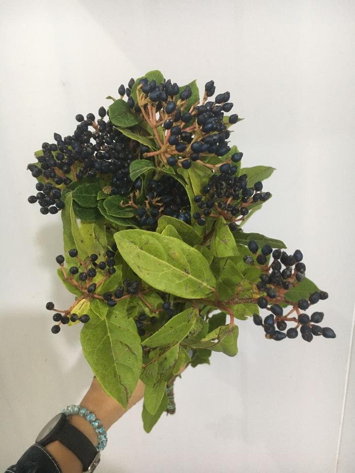 Jual [Taman Boenga] Bunga Import Viburnum Blueberrys | Bunga Fresh ...