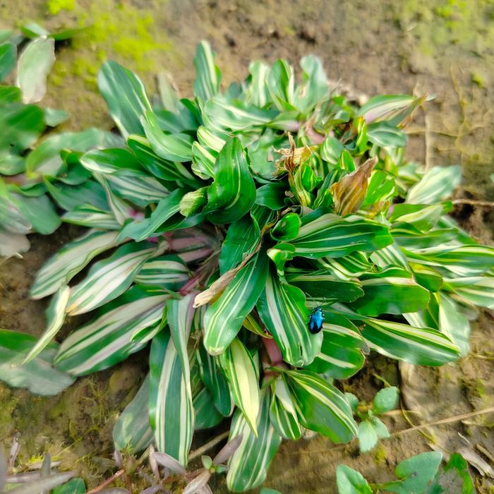 Jual Tanaman Hias Rumput hias gajah mini Variegata - Kab. Jepara ...