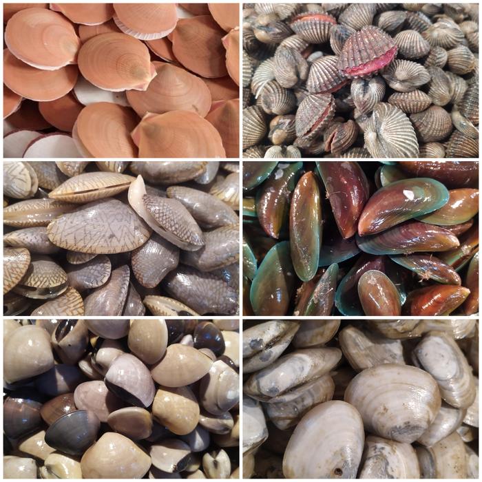 Jual Paket Seafood Mix 6 Jenis Kerang 1-KG - Kota Bandung - Hello Cell ...