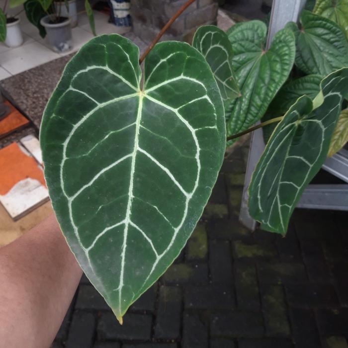 Jual anthurium crystallinum dark form - 3 daun medium - Jakarta Barat - Kebun Hijau By Puni ...