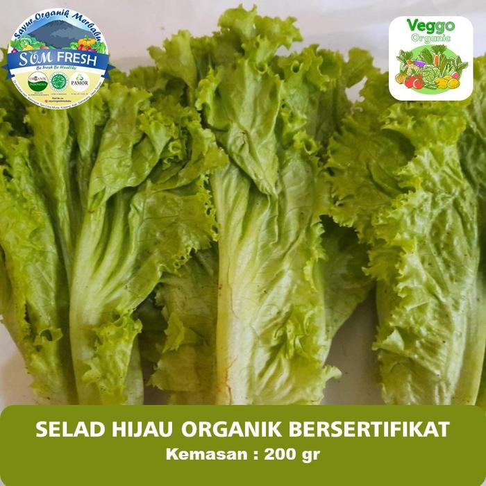 Jual Selada Hijau Sayur Organik Bersertifikat - Kota Surabaya - Veggo ...