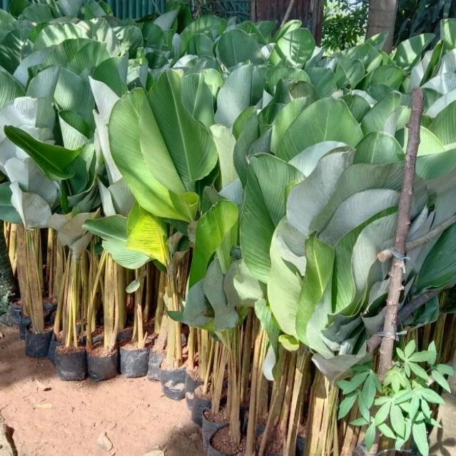 Jual Tanaman Hias Calathea Pisang | Calathea Lutea - Pisang pisangan ...