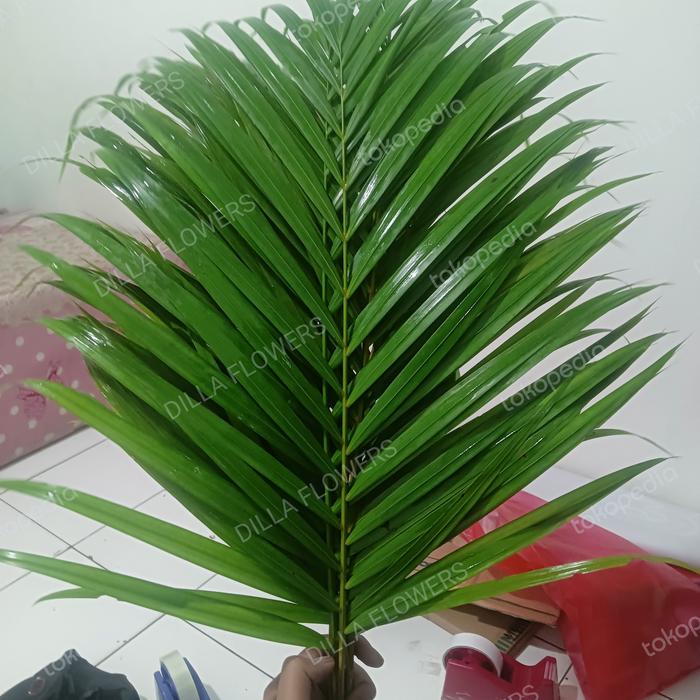 Jual daun palem Asli dan Segar - Jakarta Barat - DILLA FLOWERS | Tokopedia