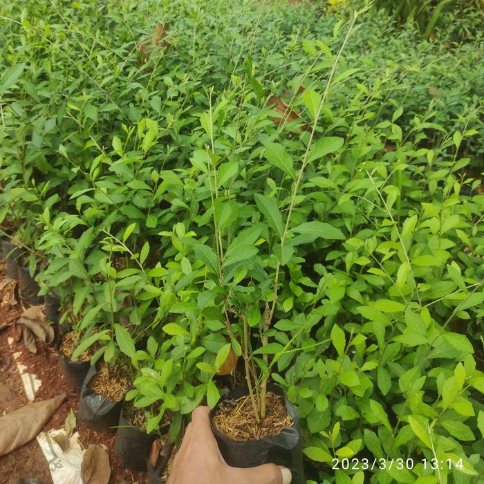 Jual Li kuan yu, lee kuan yew, lee kwan yew tanaman hias menjuntai ...