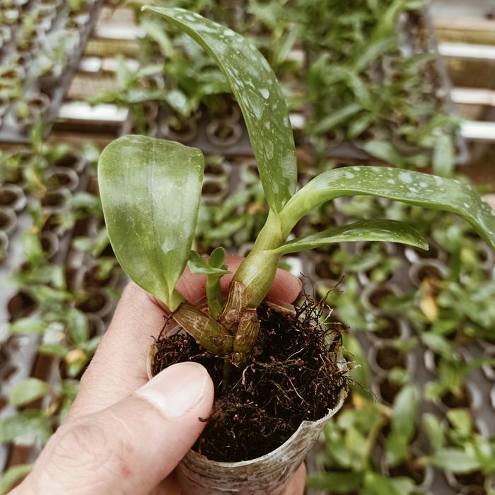 Jual Seedling Dendrobium Nindii Bibit Bunga Anggrek Dendro Species ...
