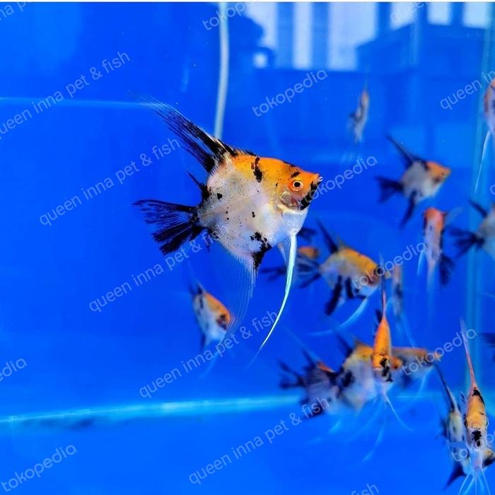 Jual angelfish red devil / manfish red devil ukuran 2 inch - Kota ...