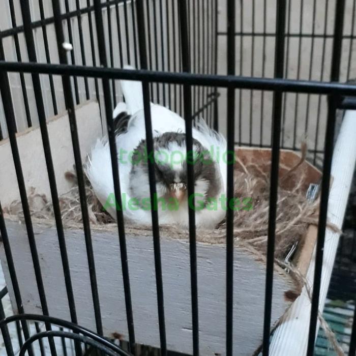 Jual BURUNG KENARI YORKSHIRE PANDA SIAPAN FOSTUR JUOS WARNA IDAMAN ...