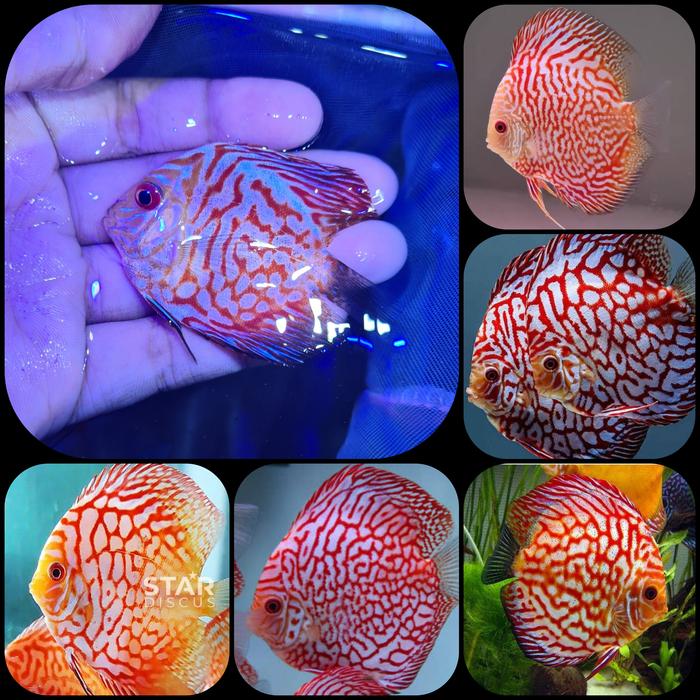 Jual ikan hias discus pigeon untuk aquarium dan aquascape - Kota ...